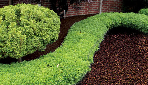 Preventing weeds with Rubber Mulch - RubberMulch.com
